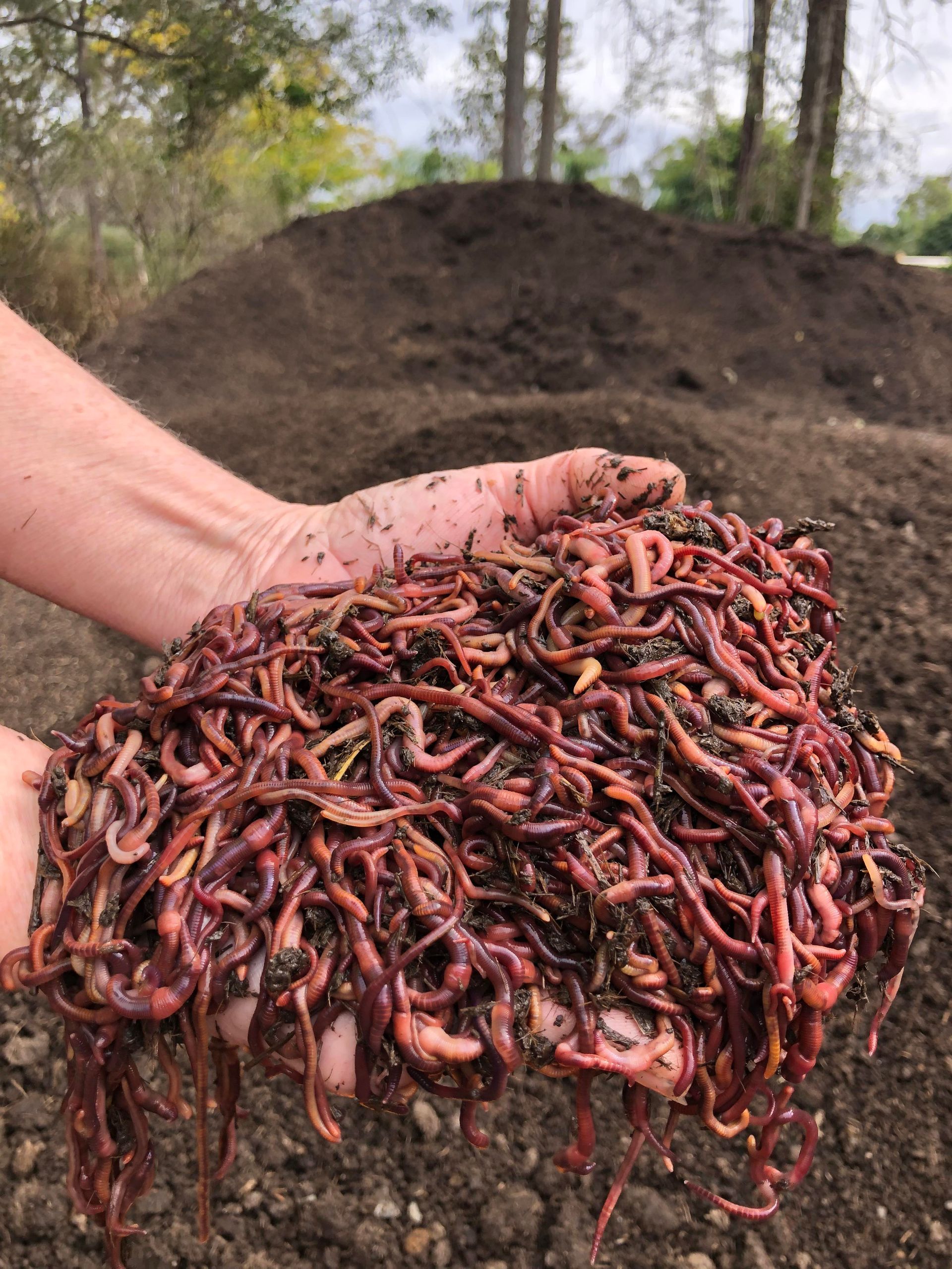 Compost Worm | Red Wigglers | Australian Worms