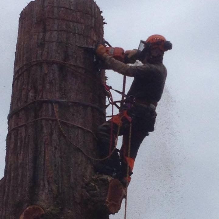 Tree surgeon | NT Trees