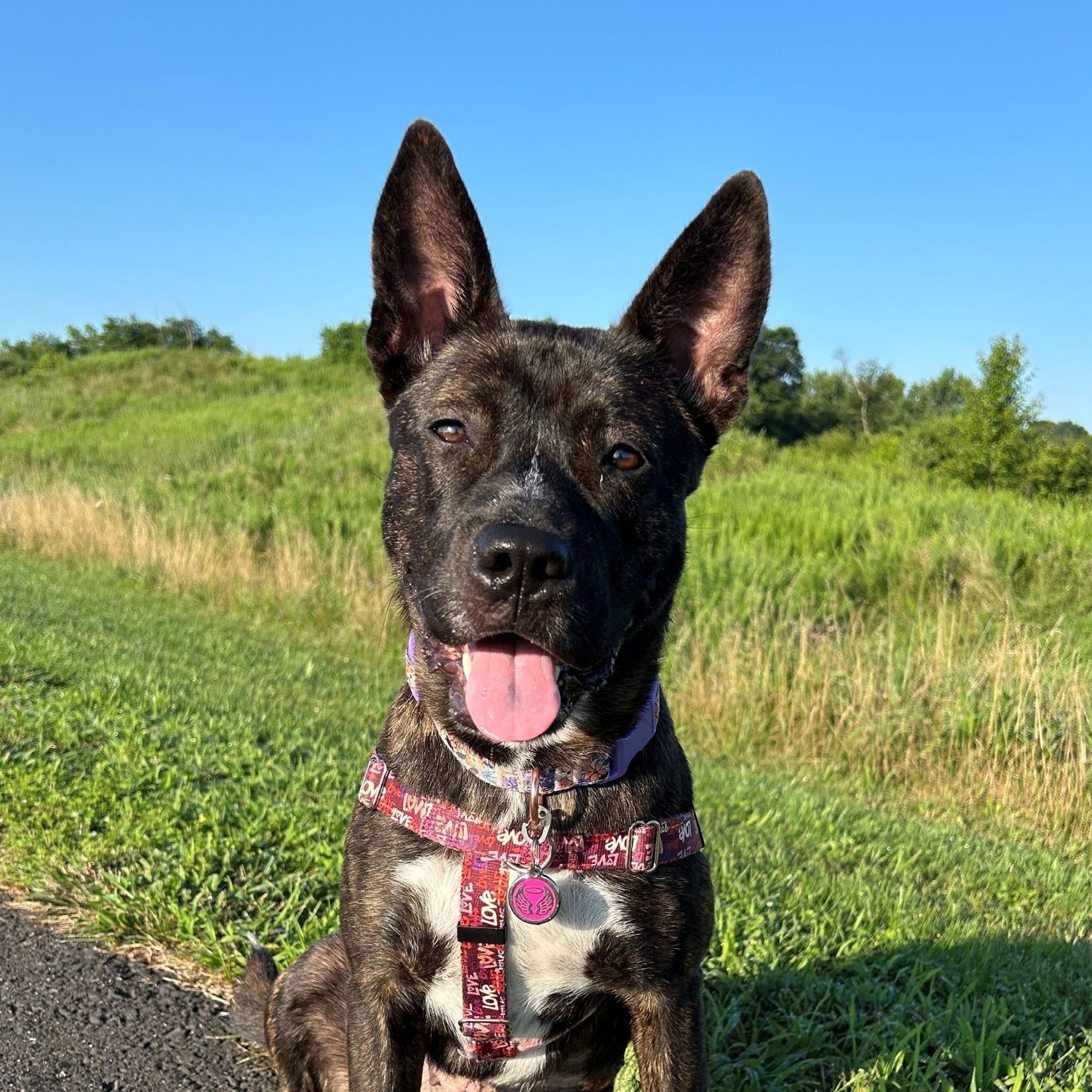 Dog Rescue & Rehabilitation | Central PA Animal Alliance | PA