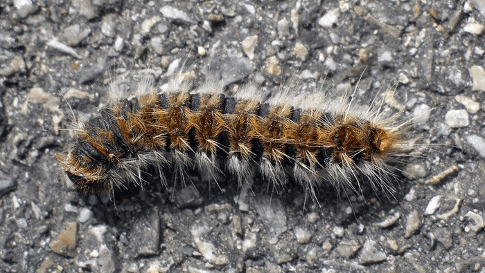 Tout savoir sur les chenilles processionnaires