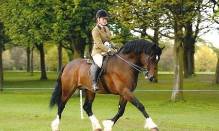 Riding school | Aire View Equestrian Centre