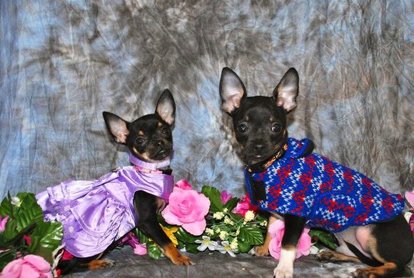 Waggin' Trails Rescue Foundation