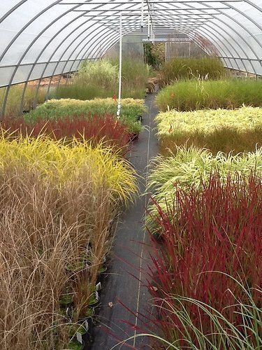 Golden Spruce Nurseries