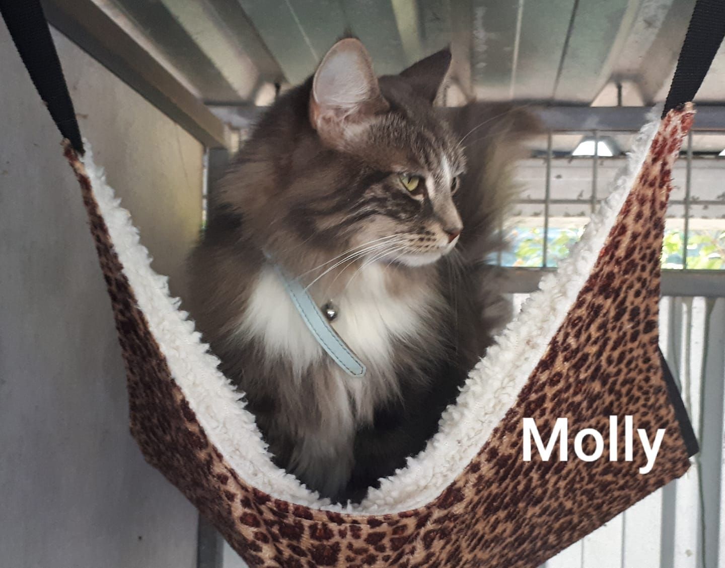 Spring Creek Pet Boarding | Cat & Dog Boarding in the Lockyer Valley