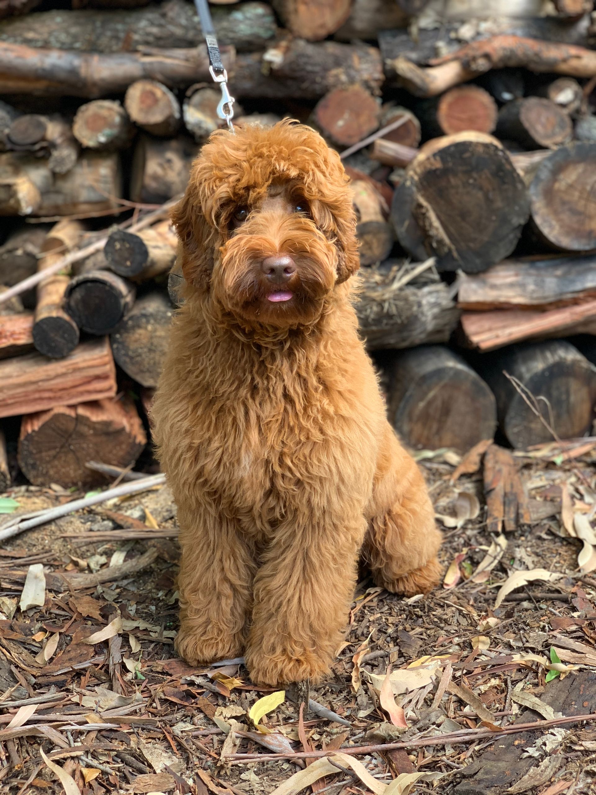Labradoodle Guardianship Program