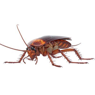 Insect ID | Crown Point, IN | The Green Advantage