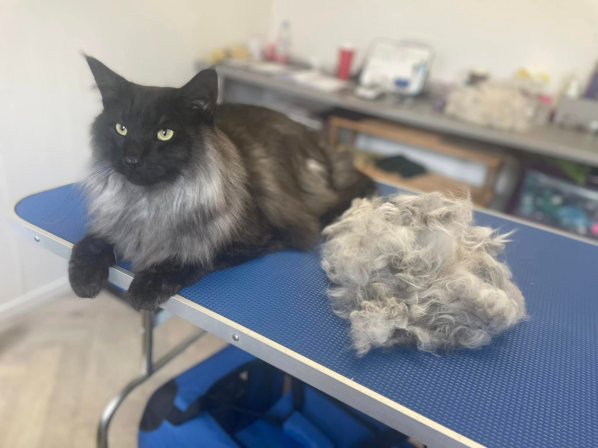 Exceptional Cattery & Boarding in Flore | Cloverlea Cattery