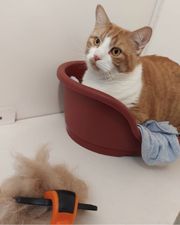 Exceptional Cattery & Boarding in Flore | Cloverlea Cattery