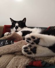 Exceptional Cattery & Boarding in Flore | Cloverlea Cattery