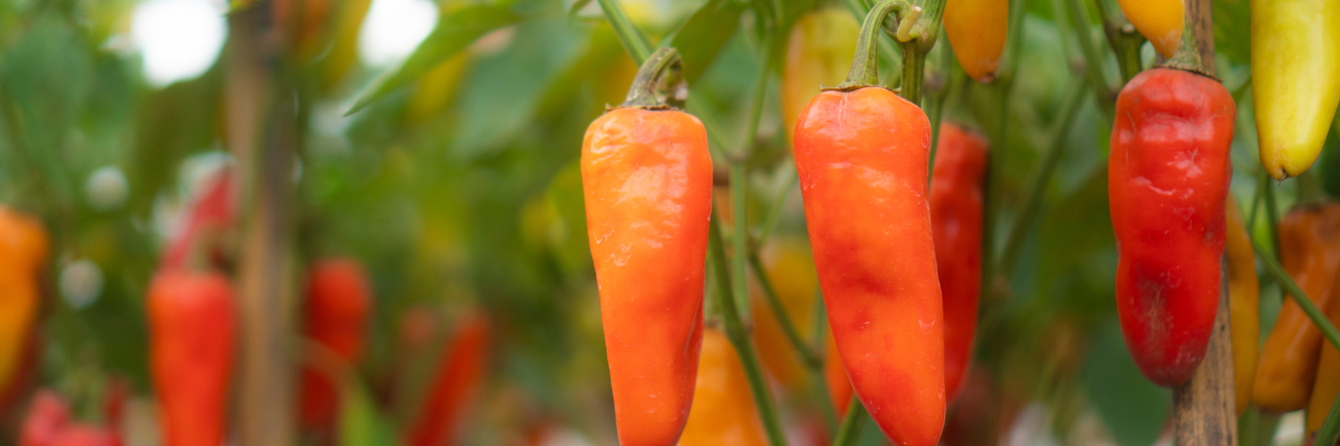 Spice Up Your Plant Based Diet with Hot Sauce