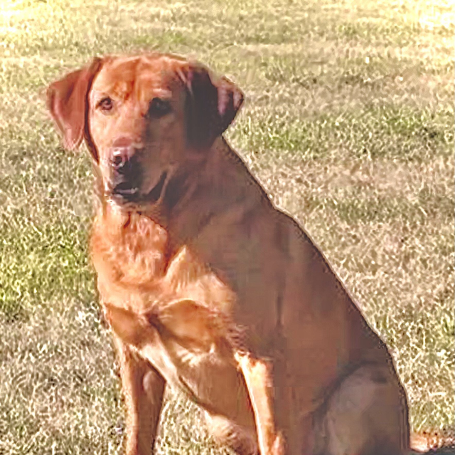 Who Started Labrador