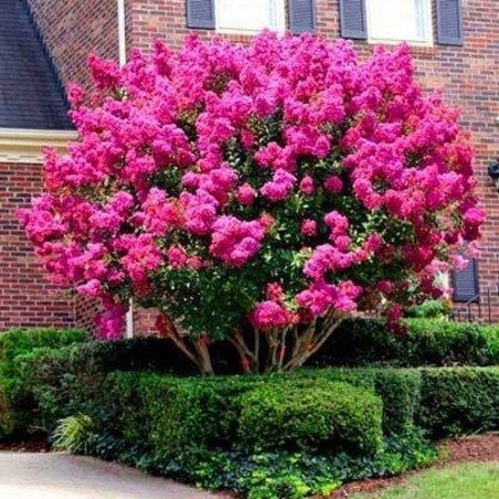Lagerstroemia indica – Akplants