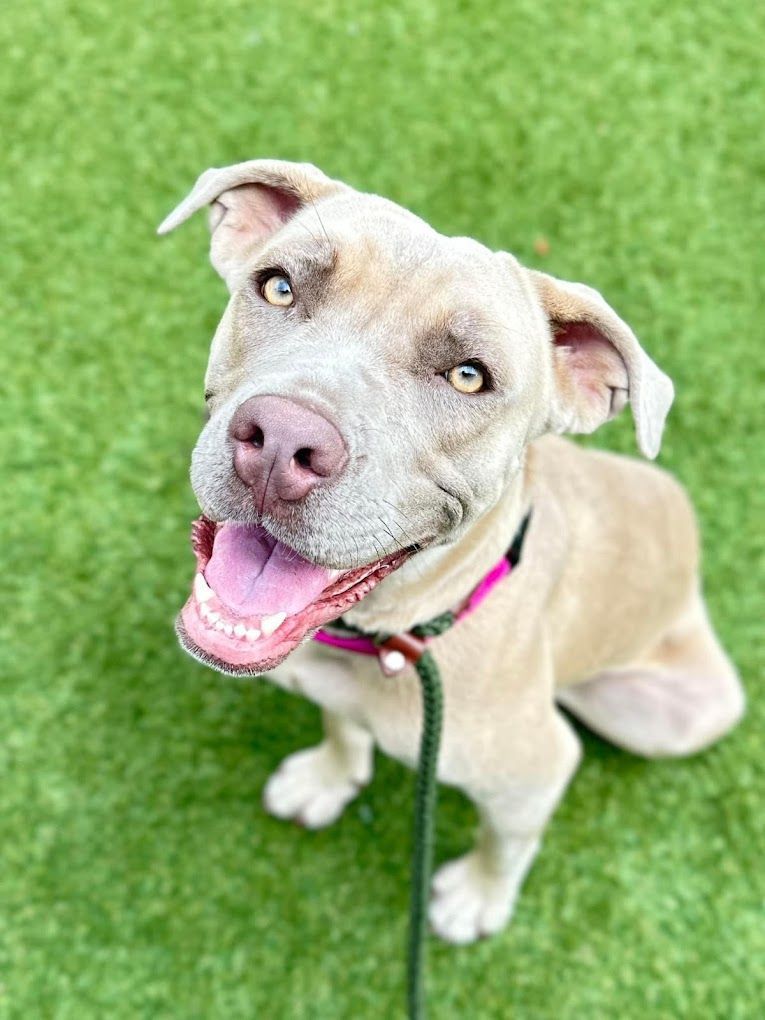 Pet Care Services, Pet Trainer | Houston & Tomball, TX | Ruff Tales