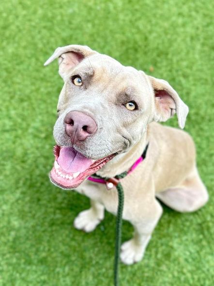 Pet Care Services, Pet Trainer | Houston & Tomball, TX | Ruff Tales