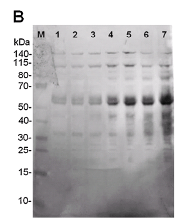 Our Technology: Cell-free protein expression with ALiCE