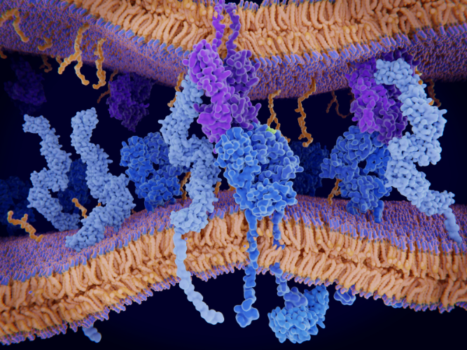 Our Technology: Cell-free protein expression with ALiCE