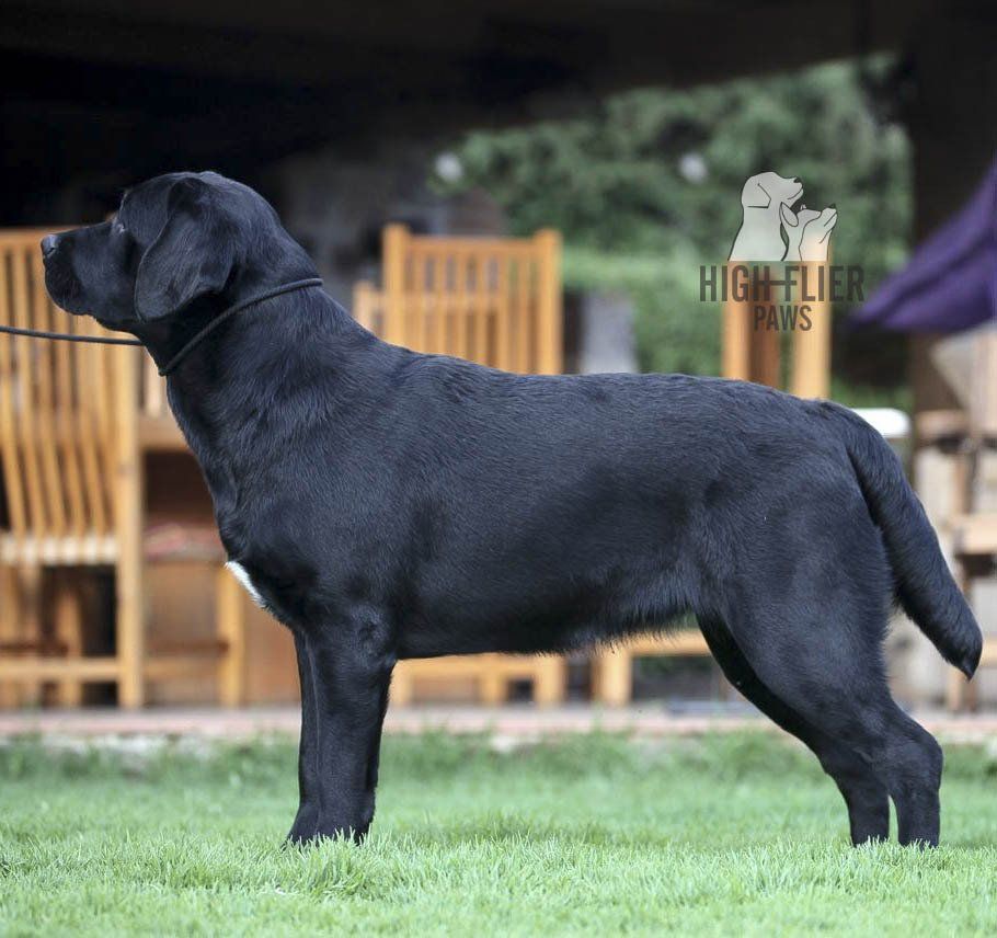 Galeria de Fotos | Labradorretriever.mx