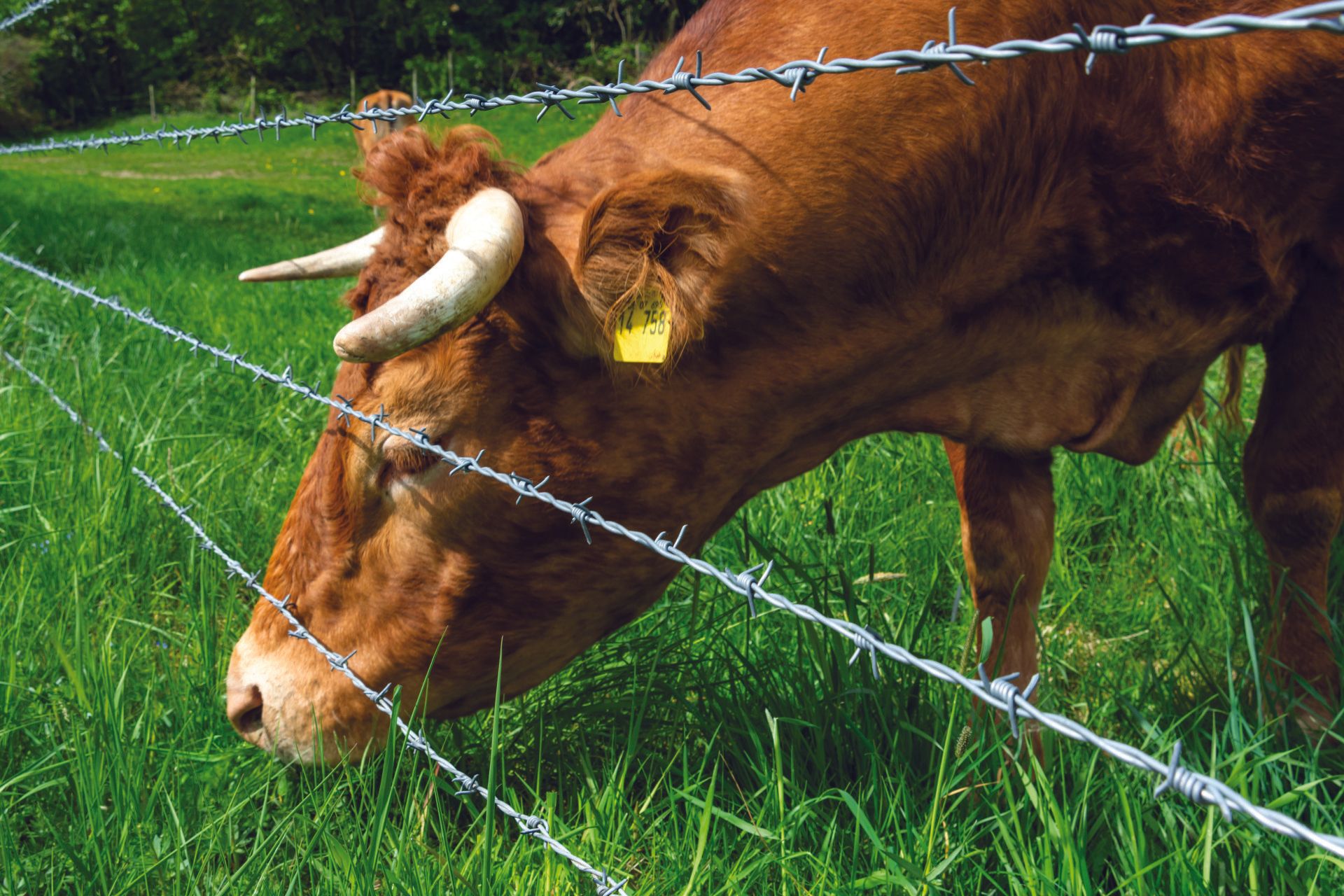 Barbed Wire Manufacturer | Chun Hoe Trading Sdn.Bhd.