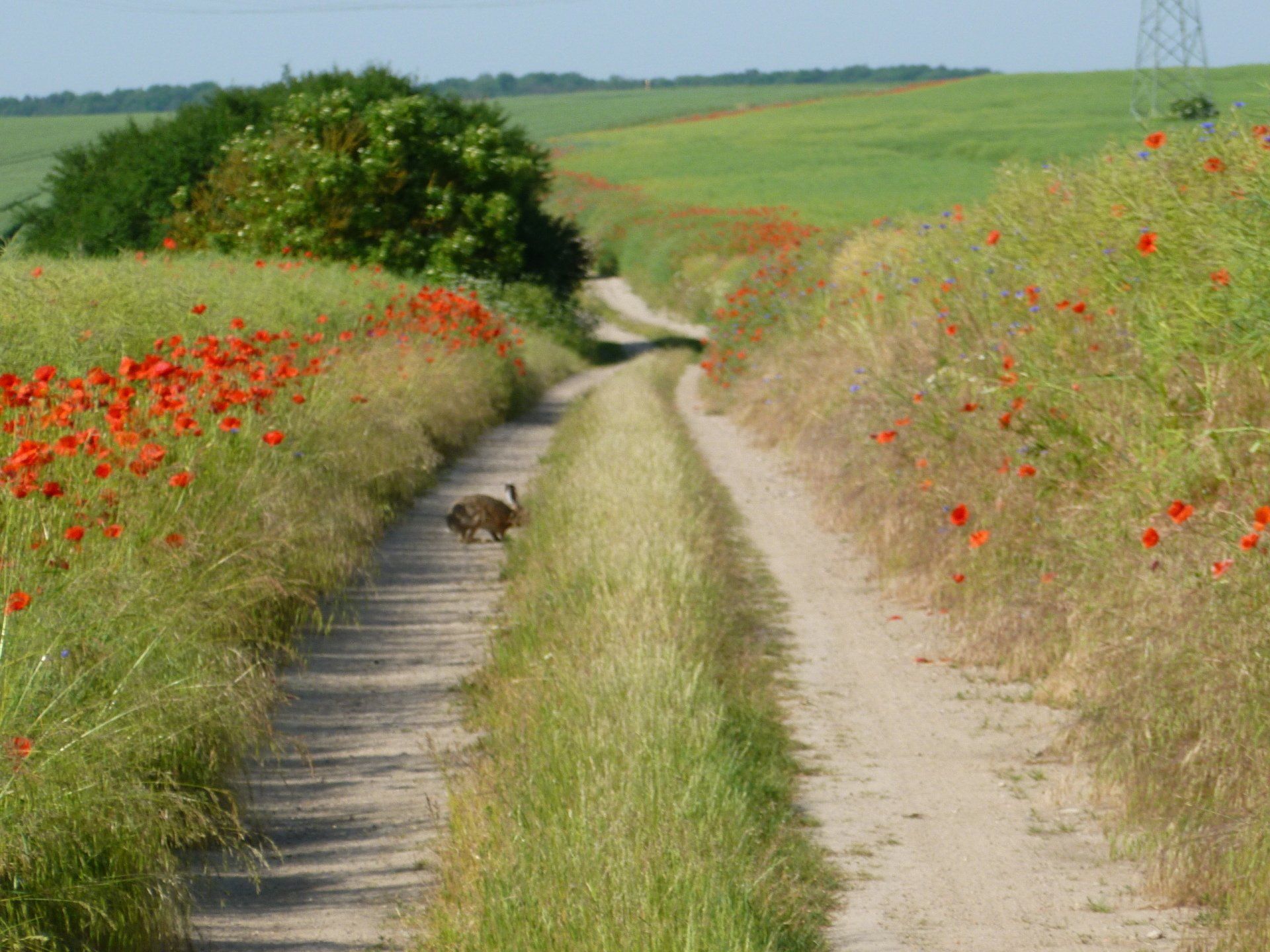 Wandelweg Sietow