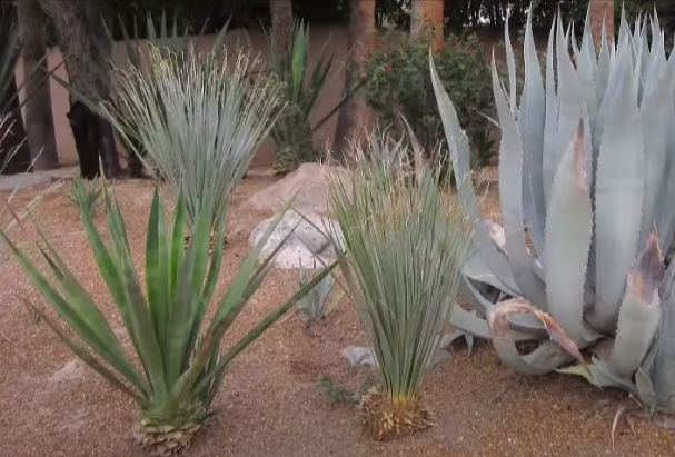 Landscape Design | Gilbert, Az | Design & Installation