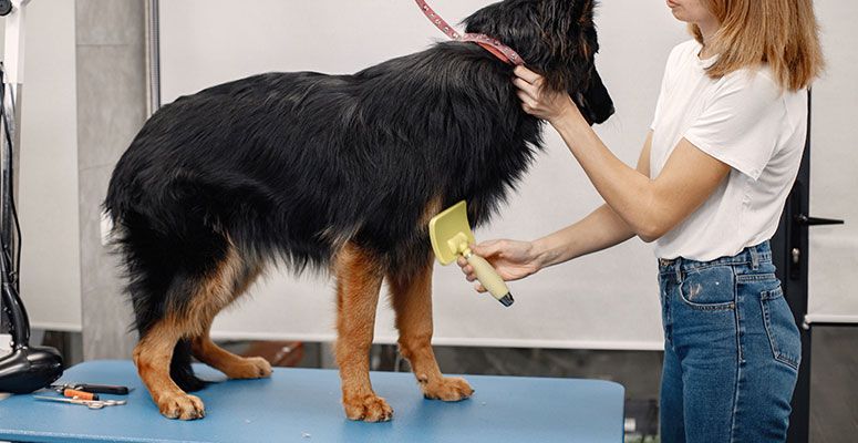 Full Service Grooming Huntington Beach CA Butter Paws