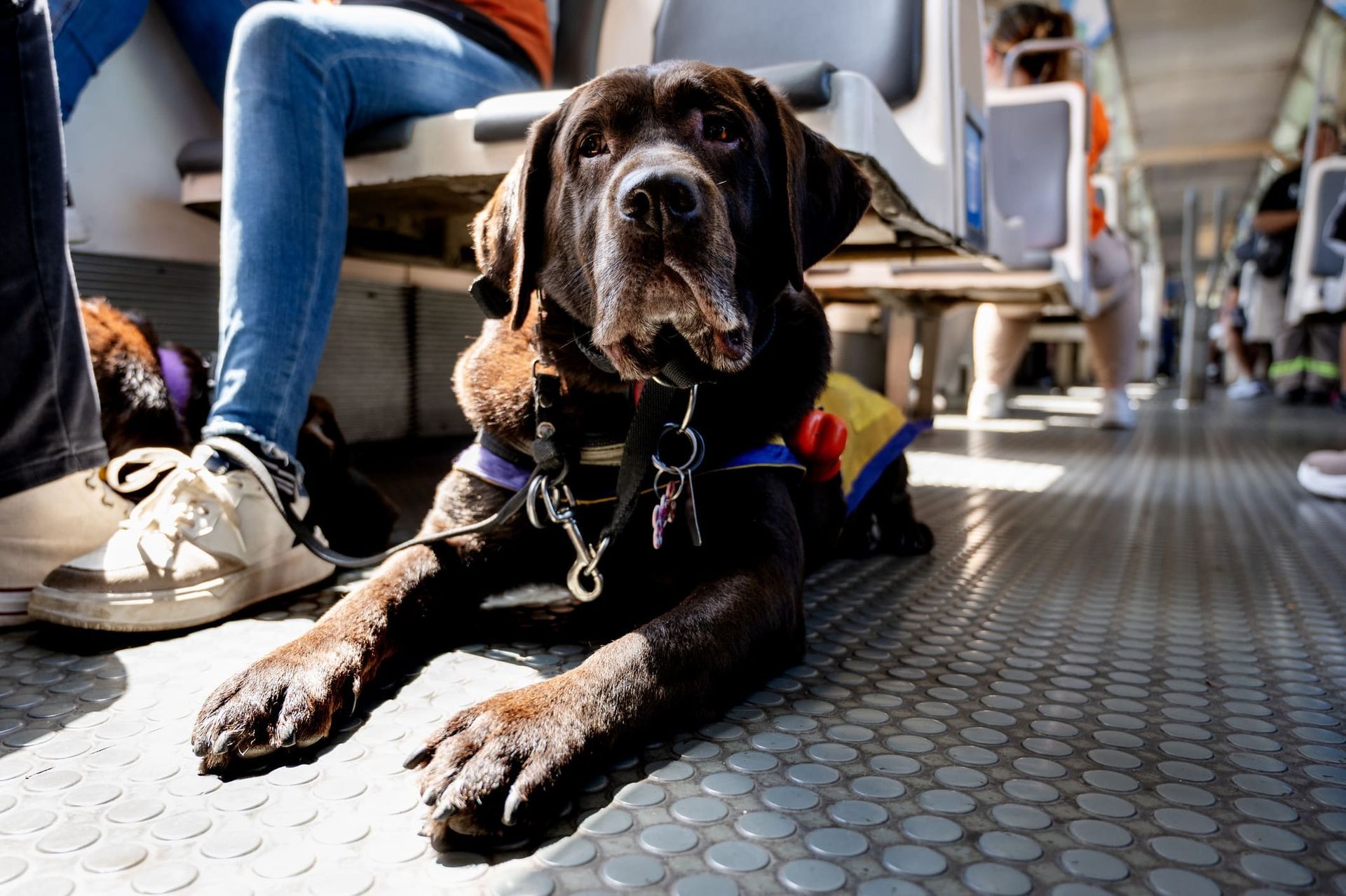 Dog Training Classes | Clarkston, MI | Tri Canine Campus