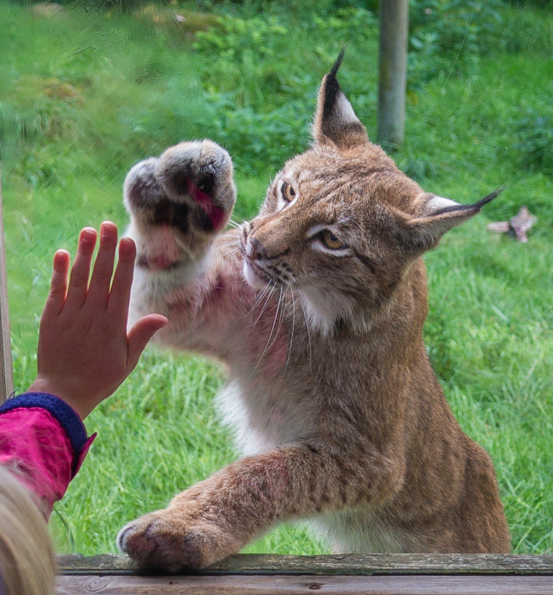 Planera ditt besök i Skånes Djurpark tillsammans med hela familjen