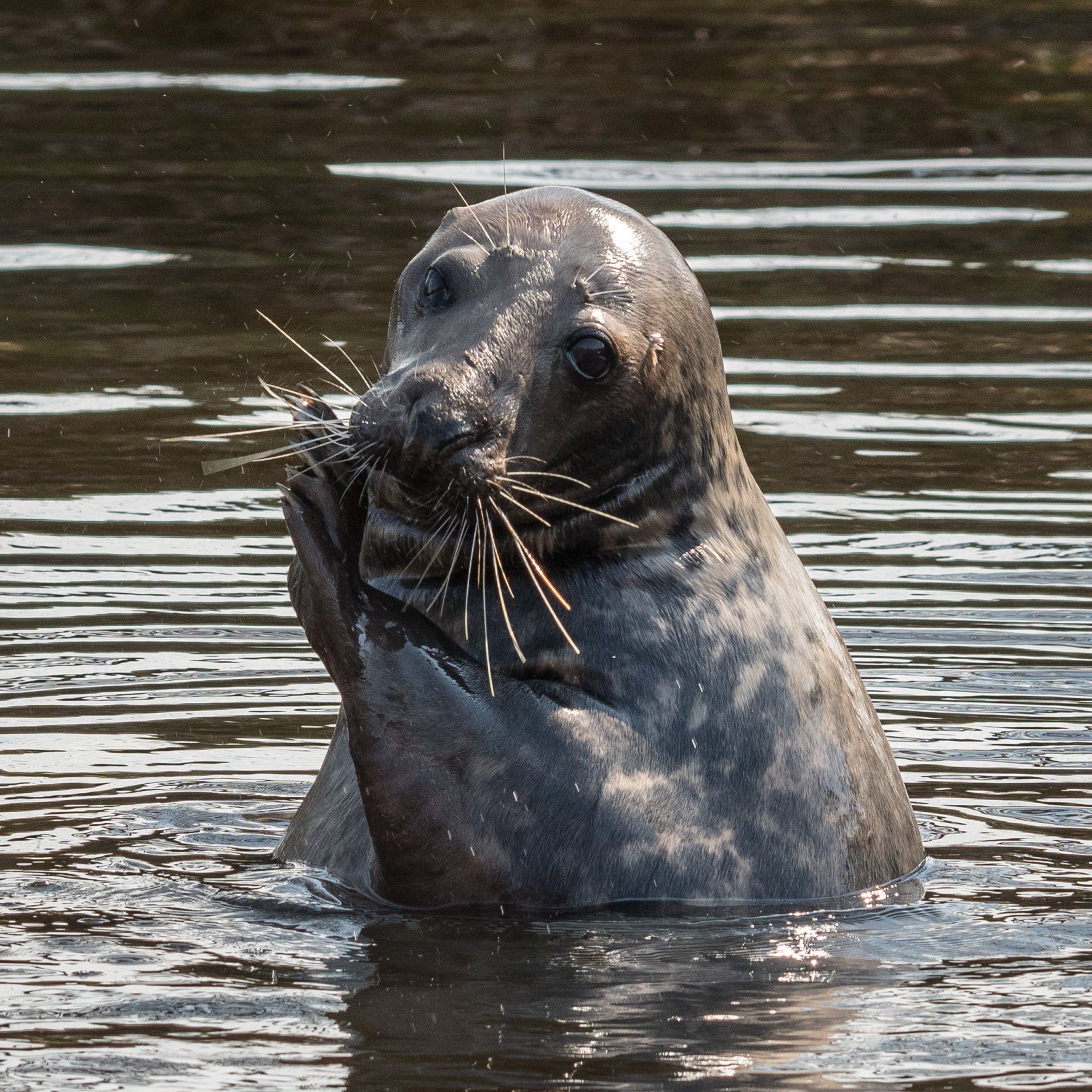 Upplevelser, djur & aktiviteter för hela familjen i Skånes Djurpark