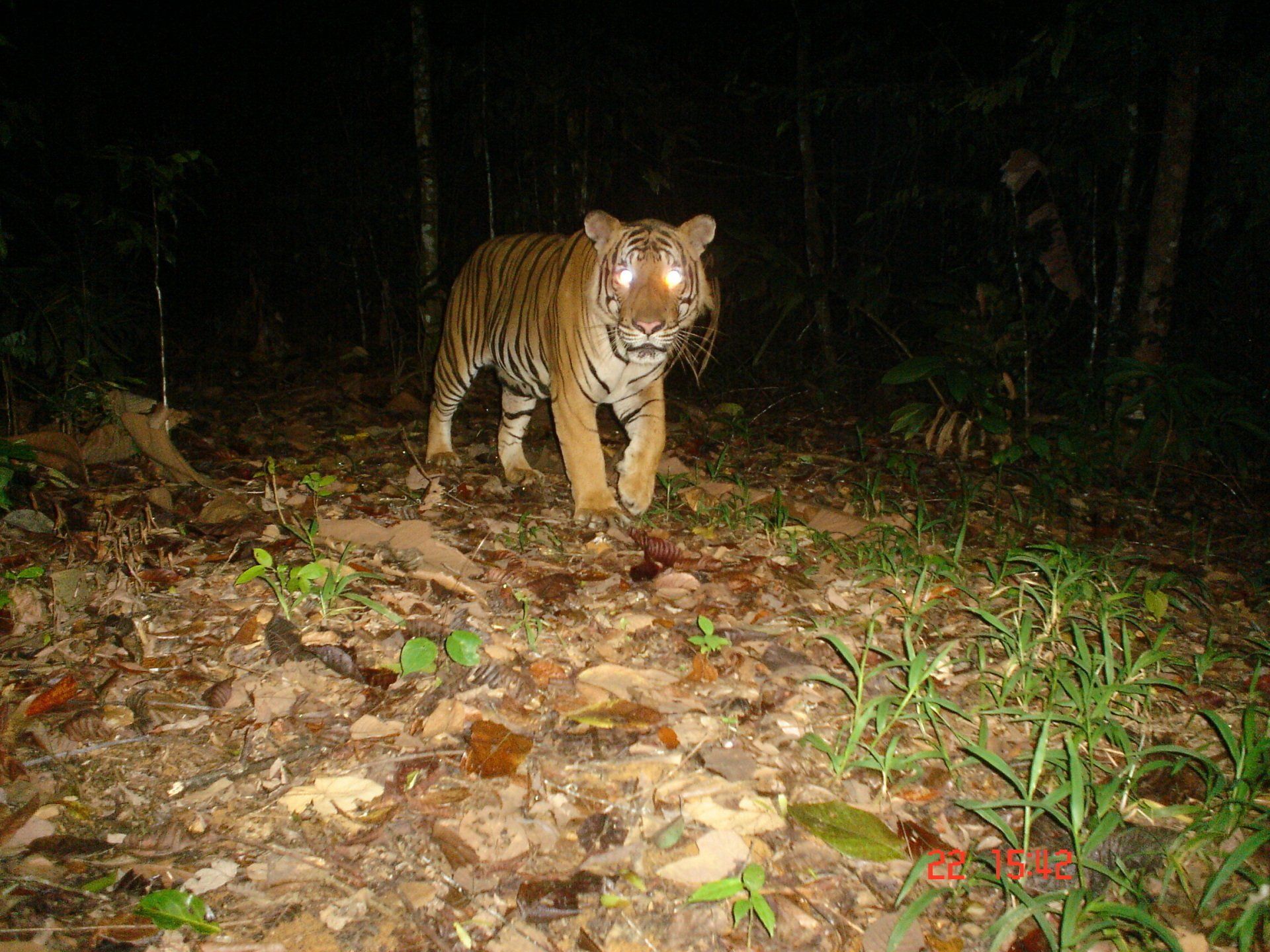 Malayan Tiger
