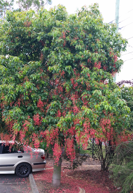 Brachychiton bella donna, garden tree / street tree