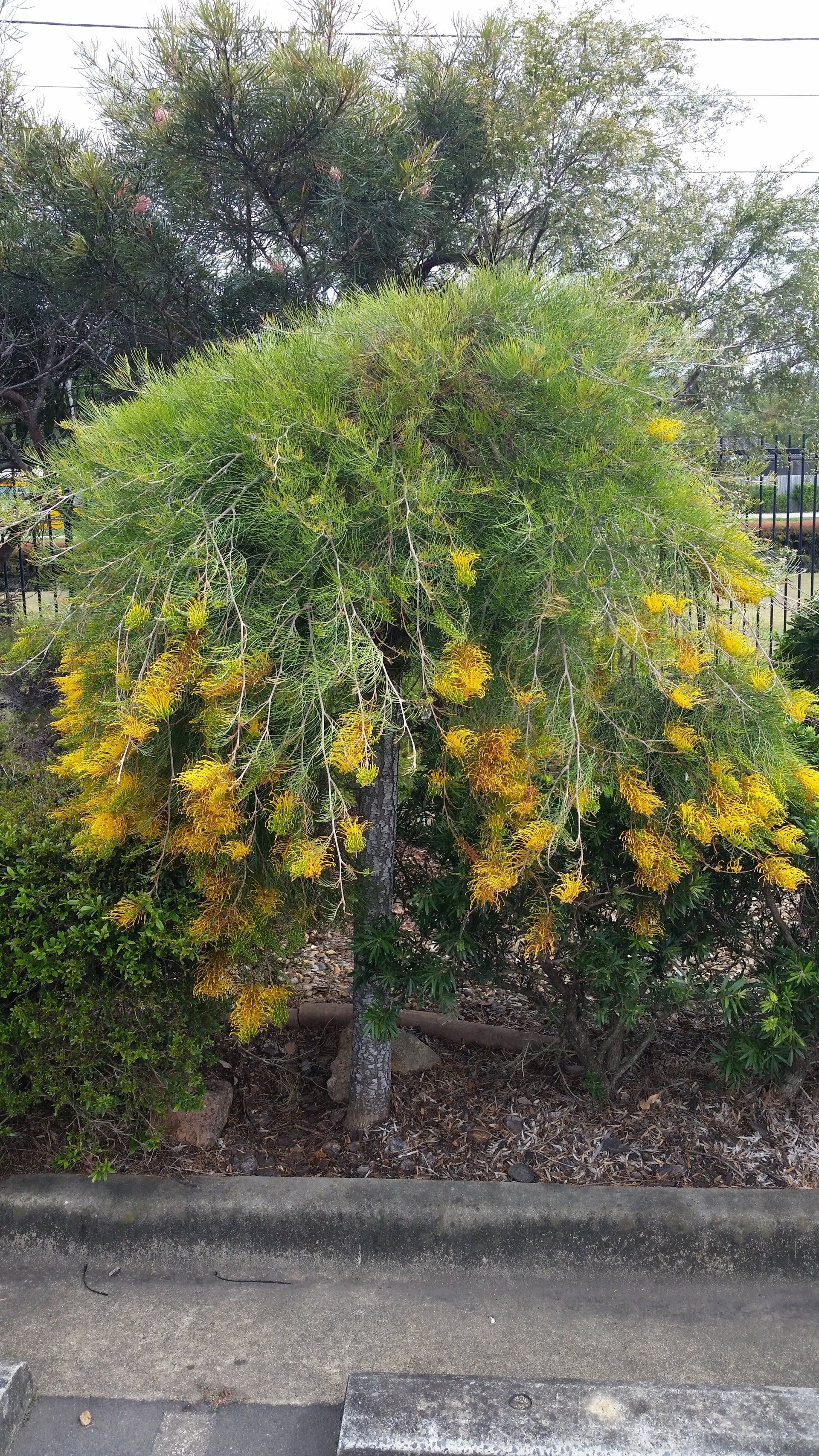 Grevillea Cooroora Cascade/ ground cover/ flowering plant/ cascading plant