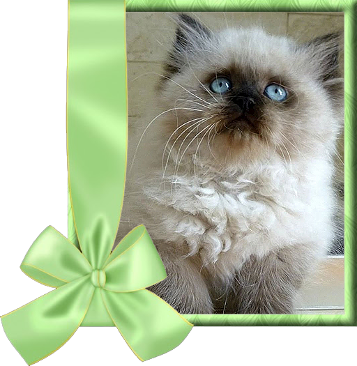 Teacup Persian Kittens for Sale - CFA Purebred Persians