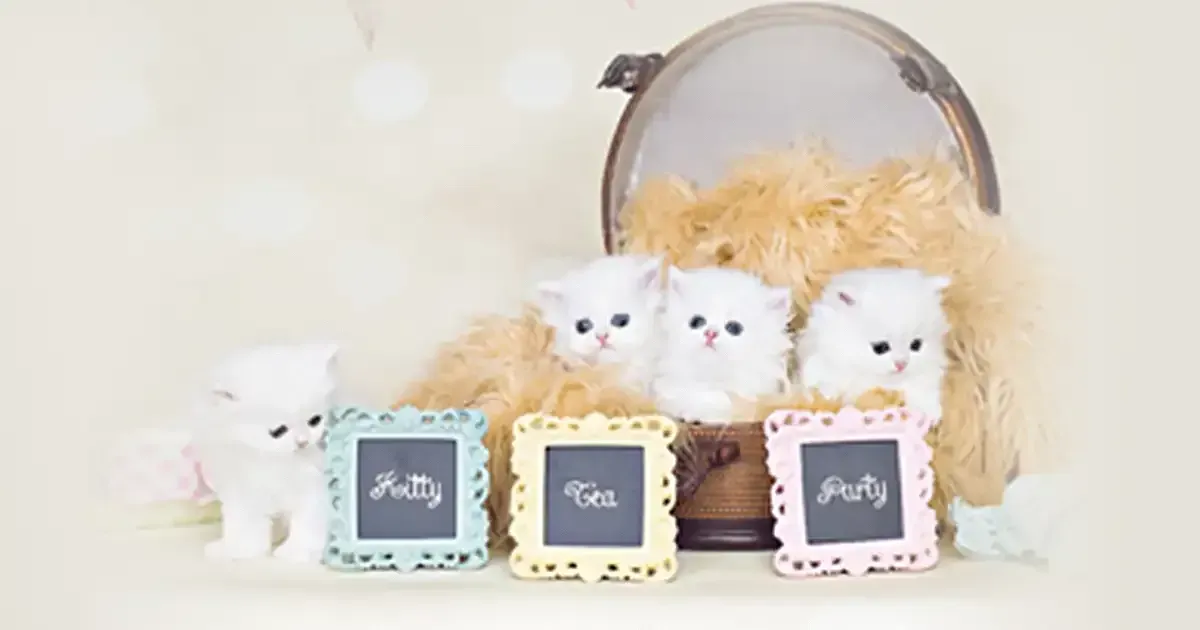 Teacup Persian Kittens for Sale - CFA Purebred Persians