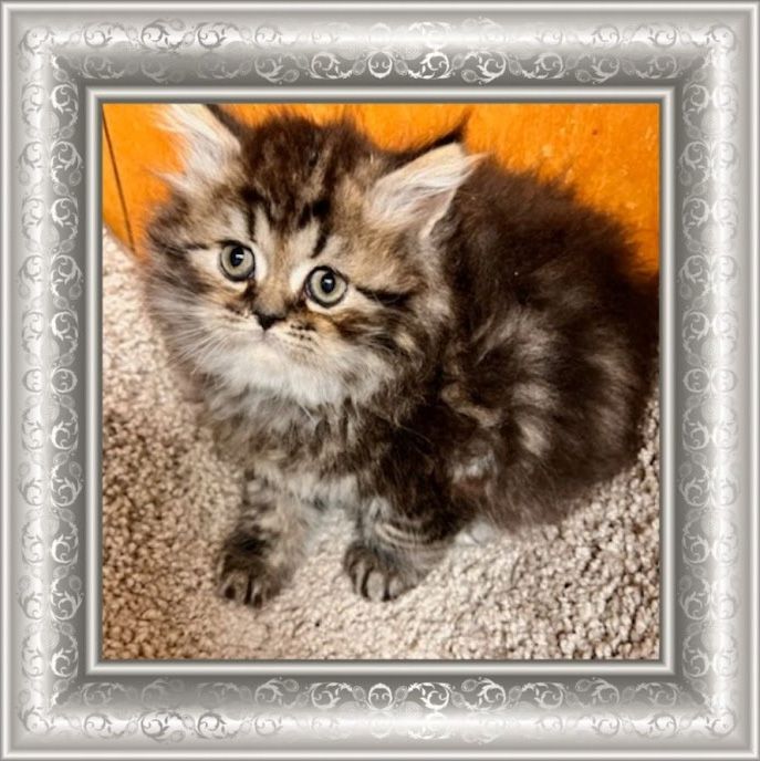 Teacup Persian Kittens for Sale - CFA Purebred Persians