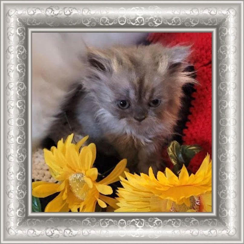 Persian Kitten For Sell | USA | +1-(616)244-8899