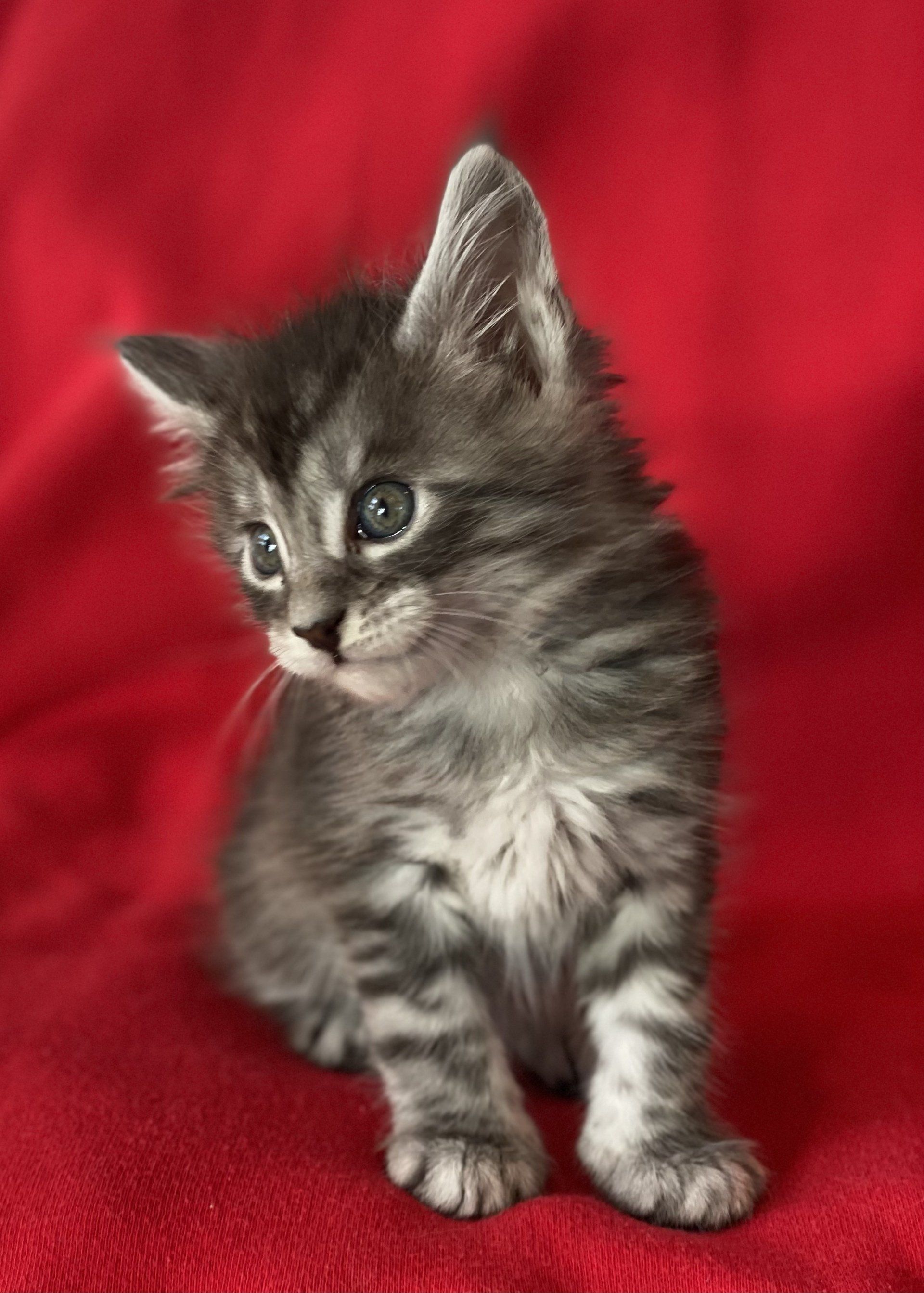 Maine Coon Kittens | Ottertail, MN | 701-730-2135