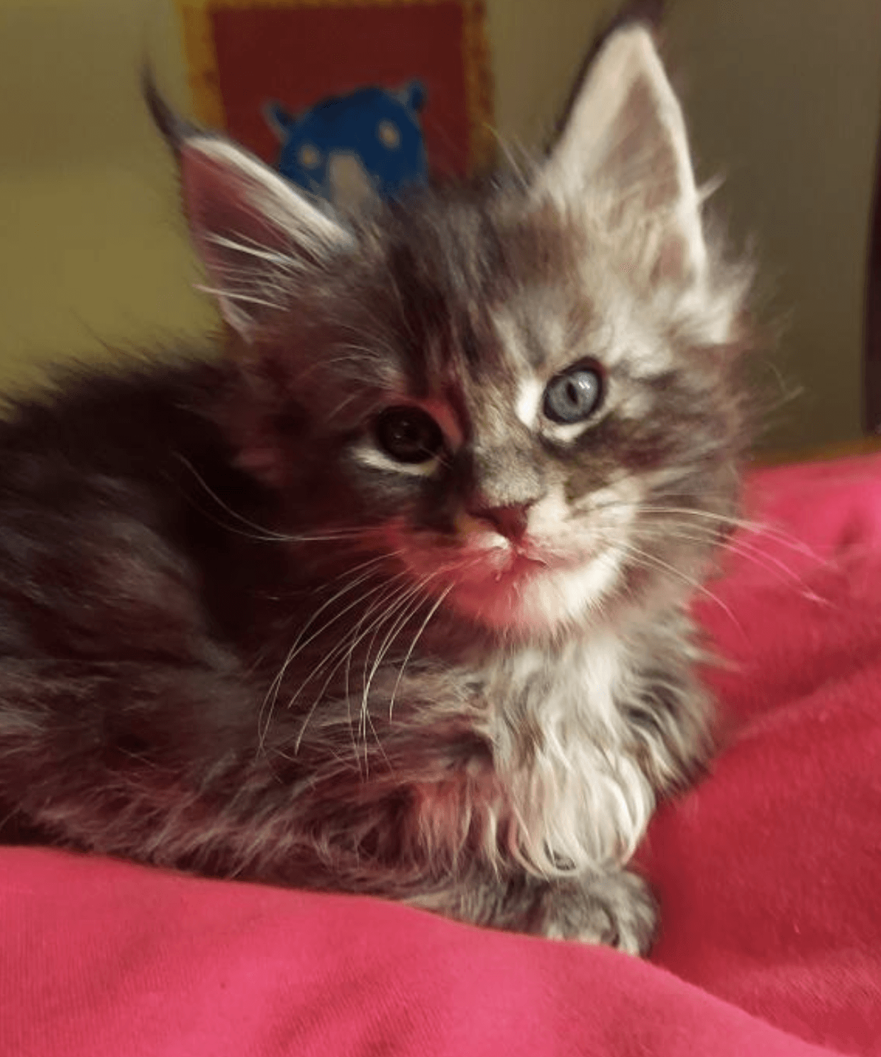 Maine Coon Kittens | Ottertail, MN | 701-730-2135