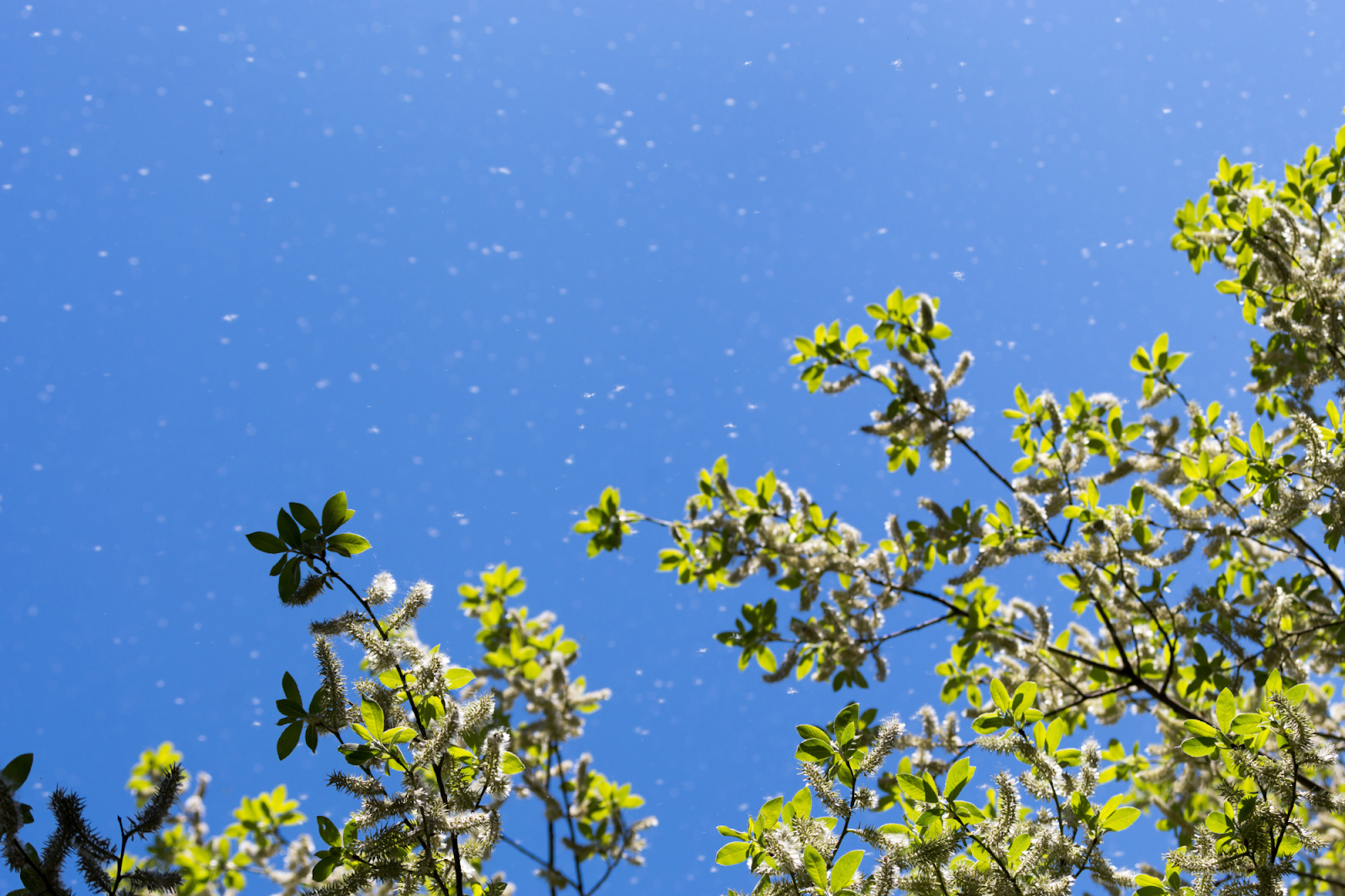 Florida Pollen Count 2026: Weekly Forecast, Symptoms, and Allergy Tips