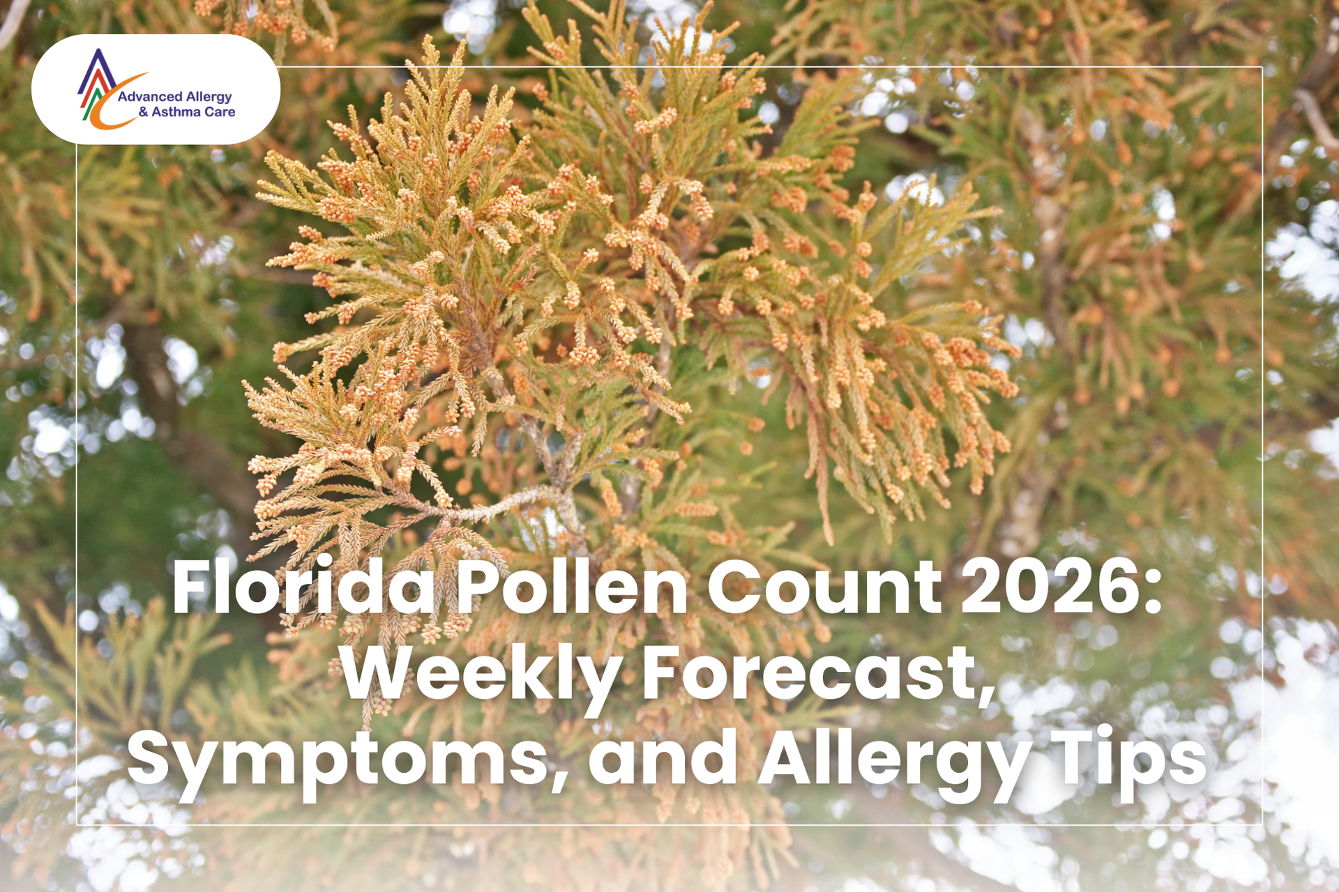 Florida Pollen Count 2026: Weekly Forecast, Symptoms, and Allergy Tips