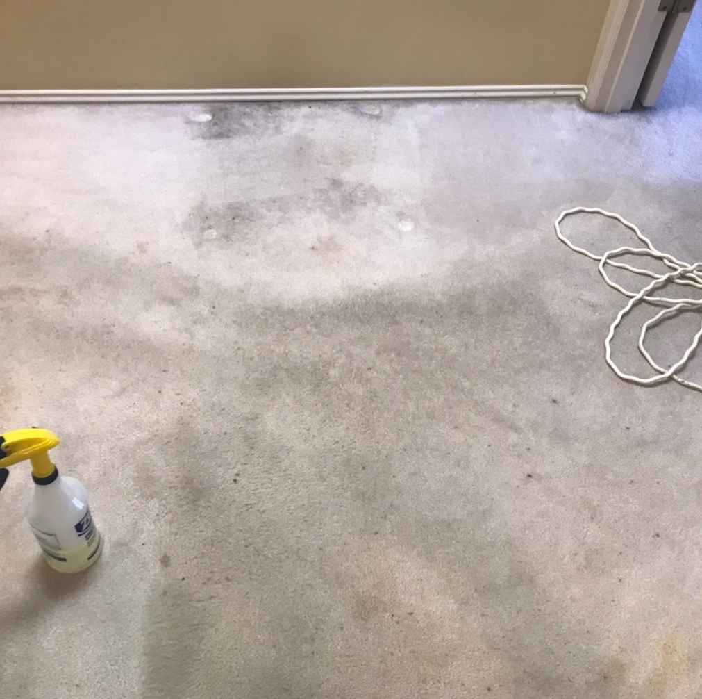 Gallery — Dry Connection Carpet Cleaning