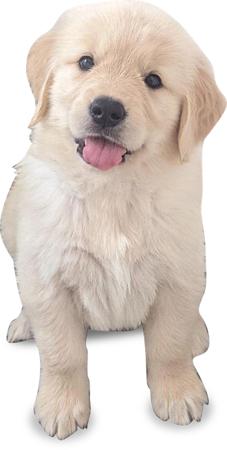 home [www.pawsitivelyperfectpuppies.com]