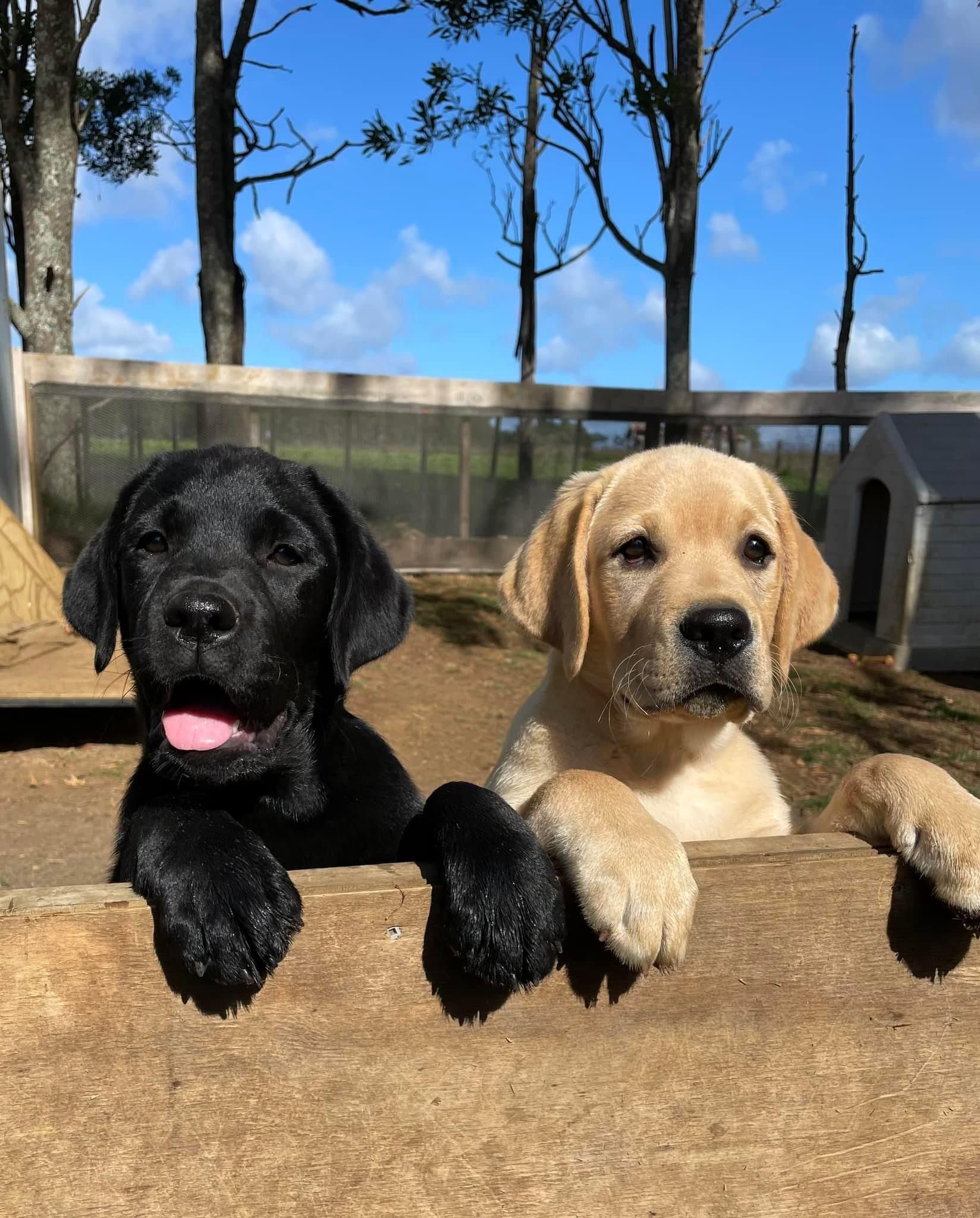 The Labrador Club | Promoting & Preserving Pedigree Labradors