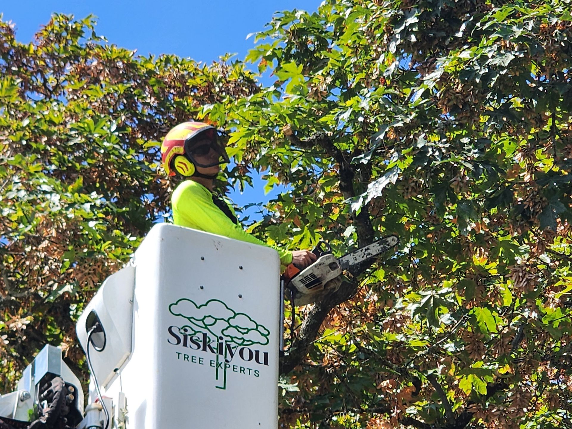 Tree Pruning in Grants Pass, OR | Siskiyou Tree Experts