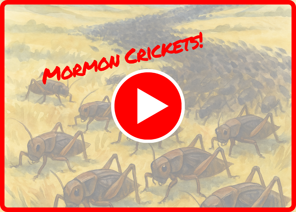 Wolf Spider Lifespan