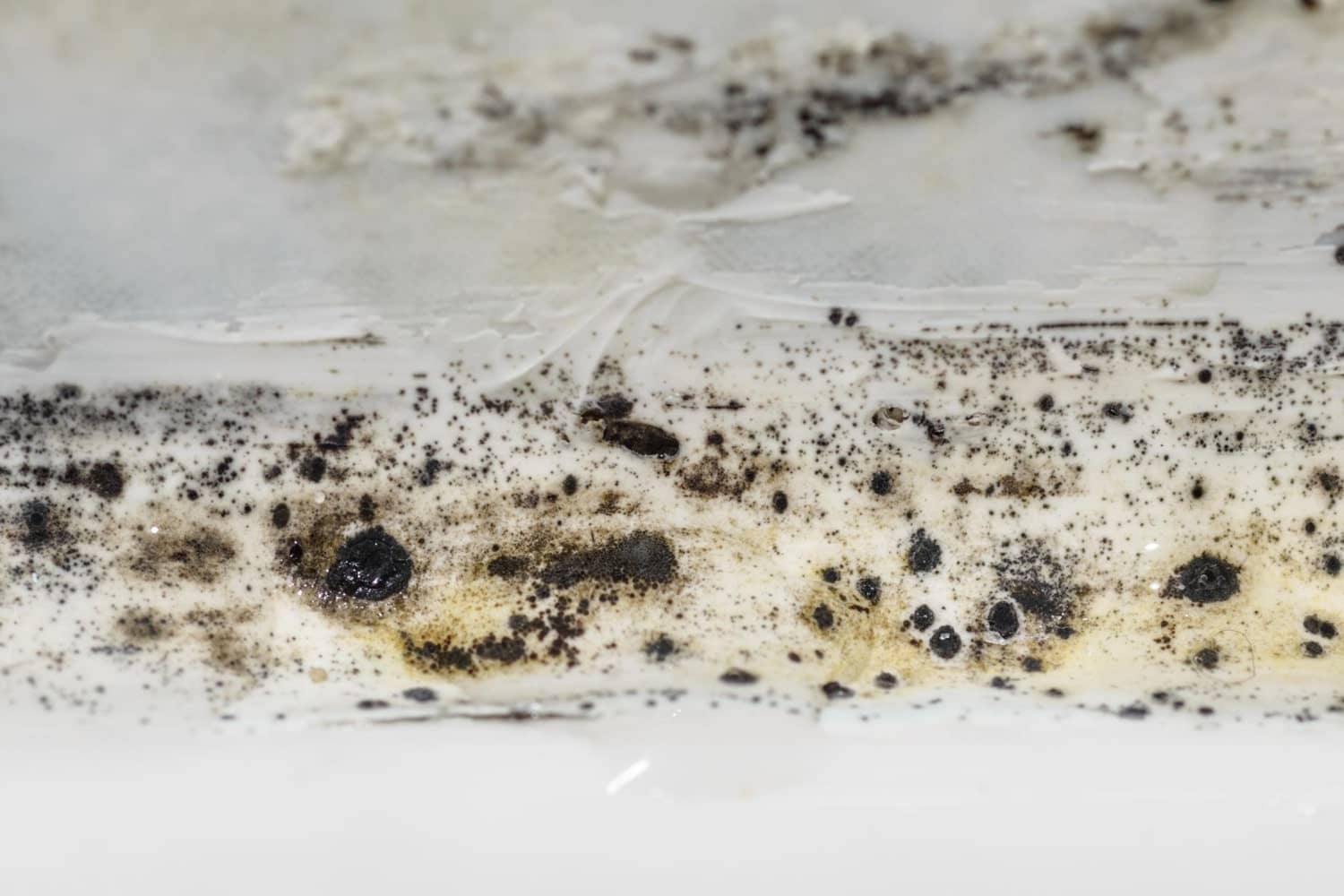 Austin Mold Remediation - Removal and Mitigation - Texas Certified ...