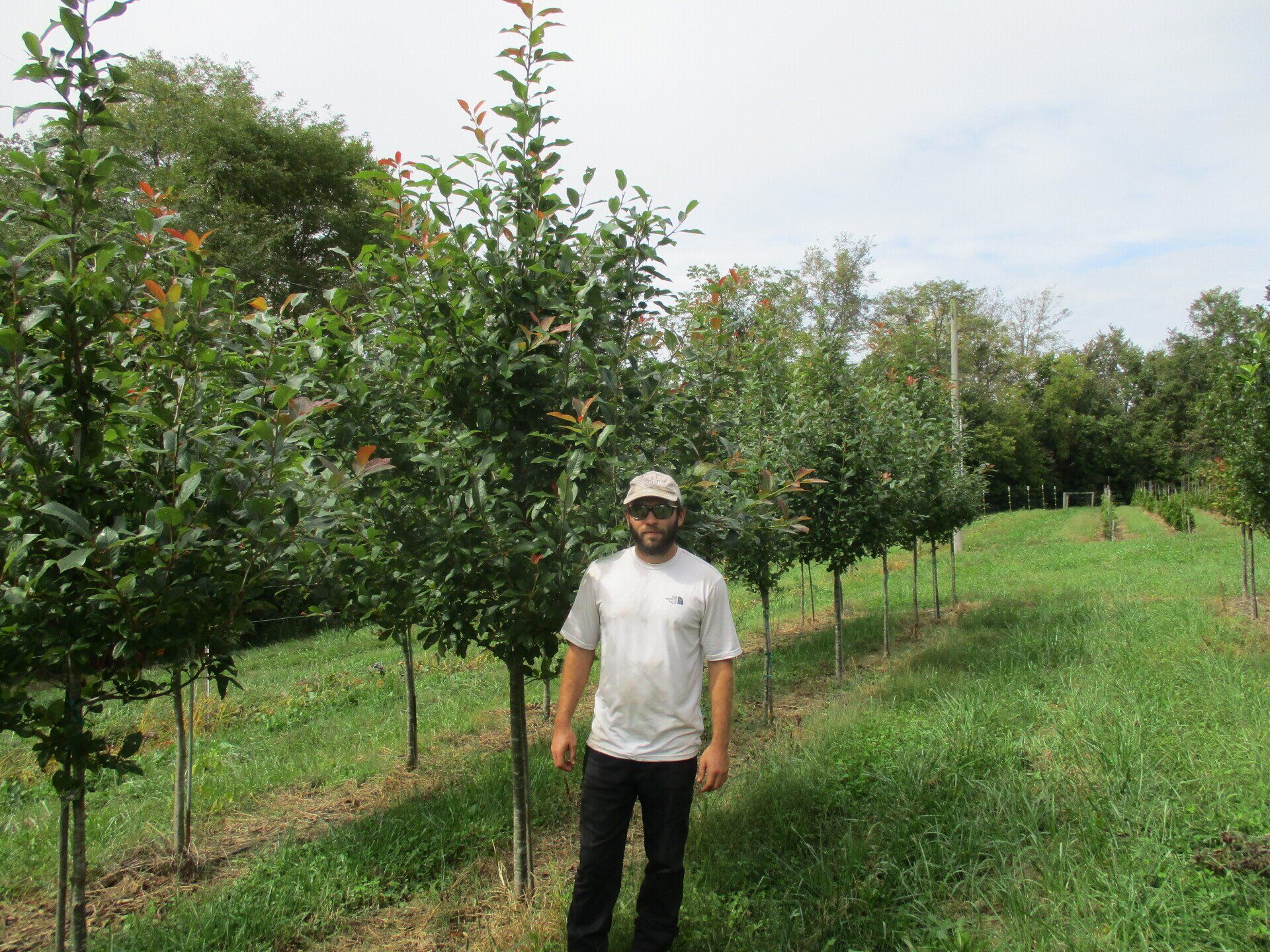 Tree Farm | Nicholasville, KY | Glynn Young's Landscaping and Nursery ...