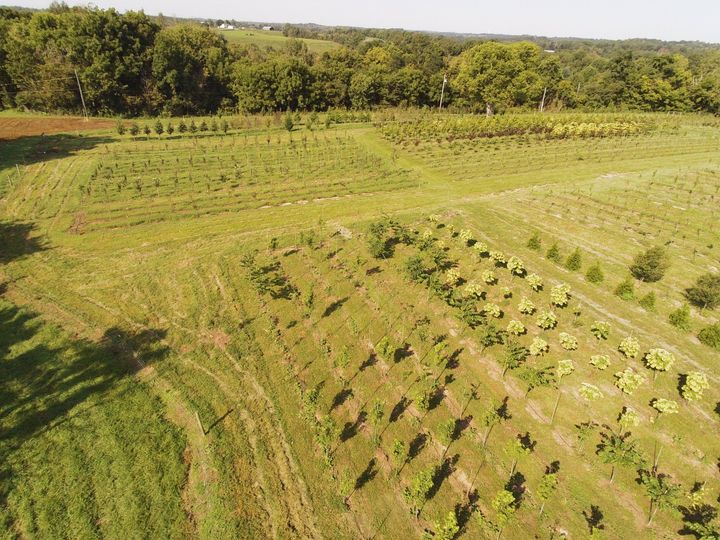Tree Farm | Nicholasville, KY | Glynn Young's Landscaping and Nursery ...