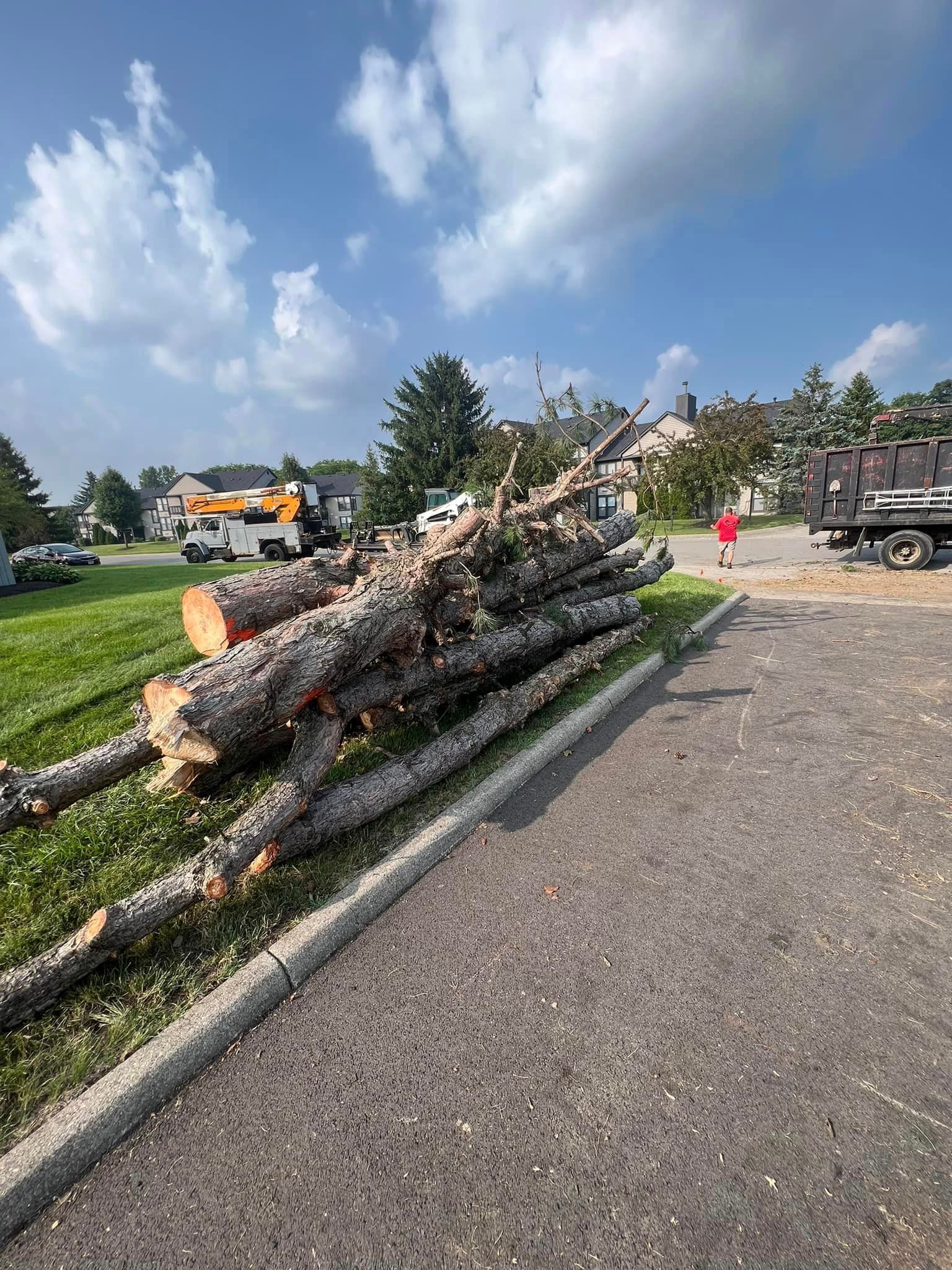 Tree Team | Cotts Trees