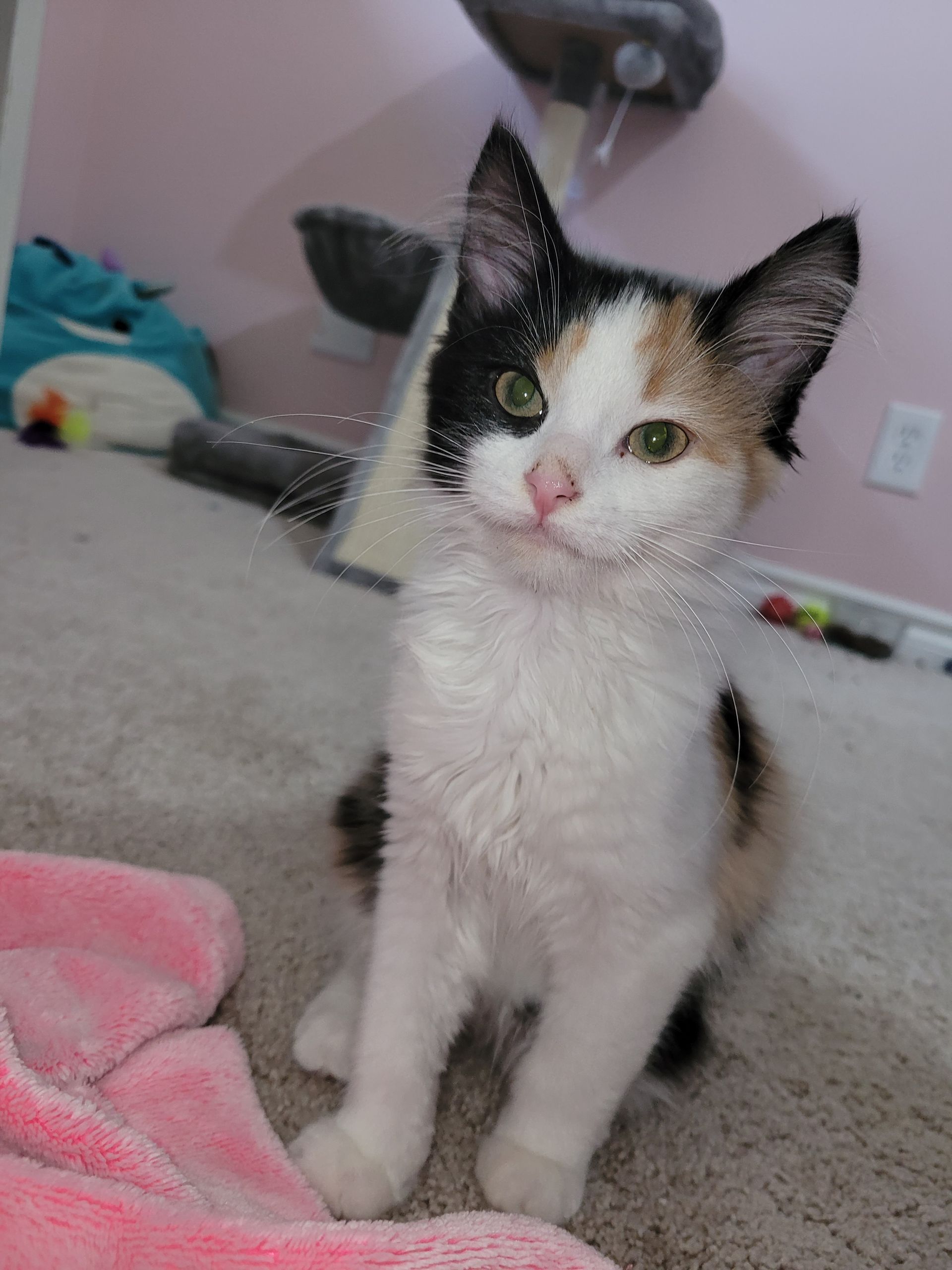 Arthur Animal Rescue | Adoptables