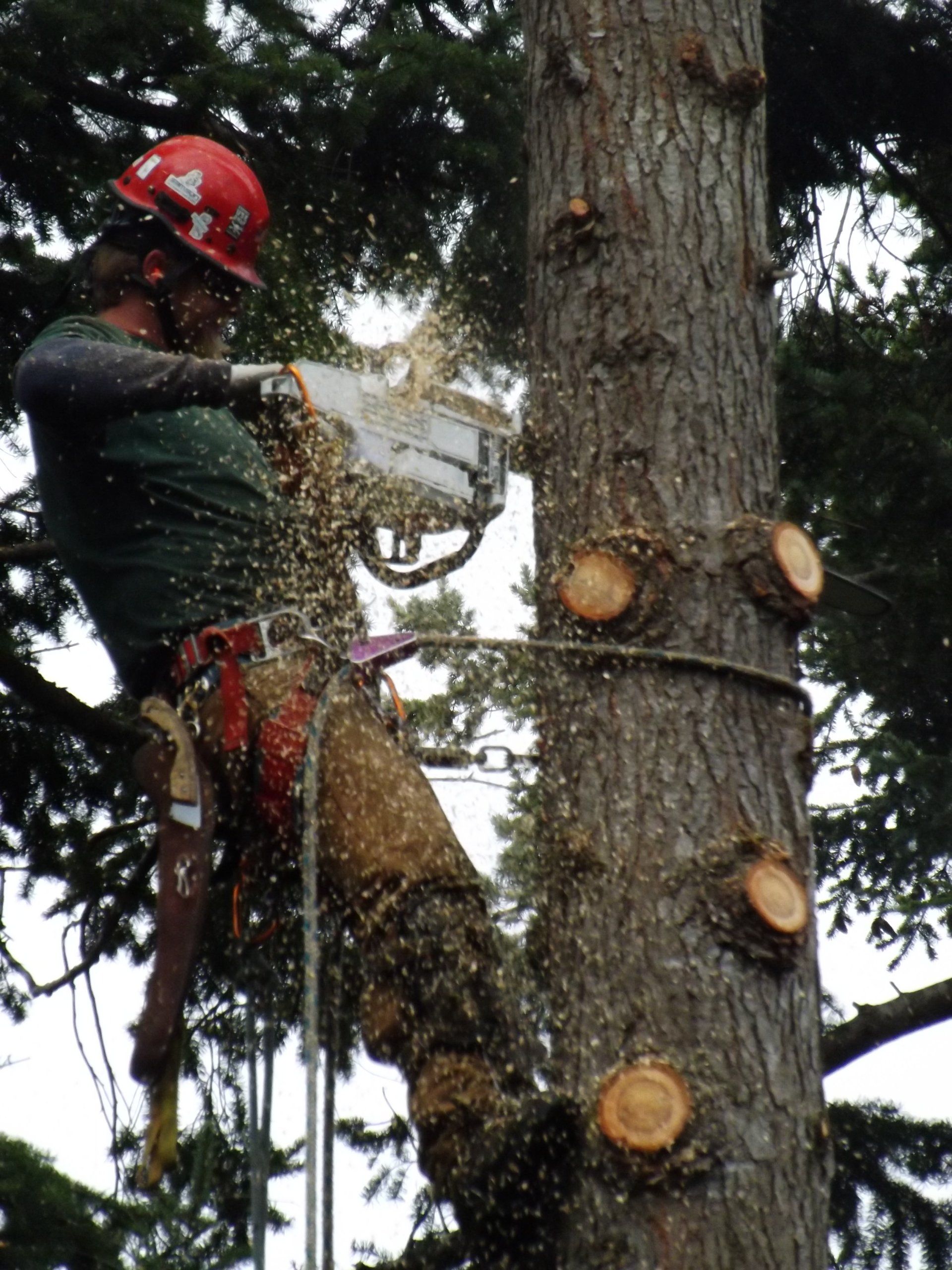 Pioneer Tree & Landscaping | Projects We Have Completed